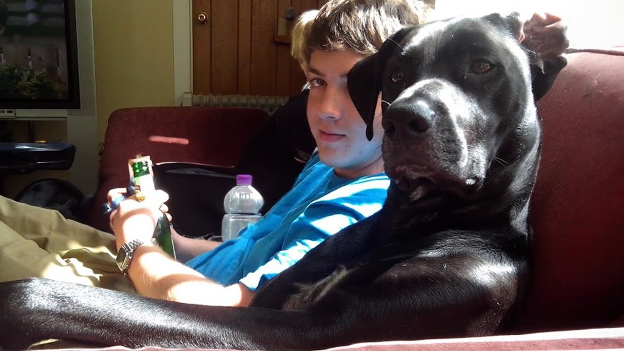 I swear my dog thinks he’s human