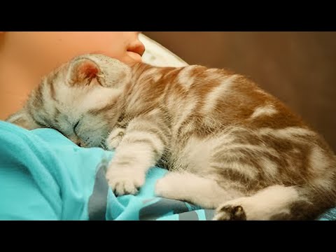 Cats who love to nap close to the ones they trust