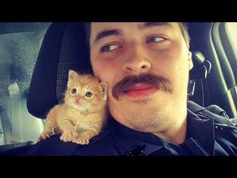 Cats are odd, funny, and absolutely lovable pets