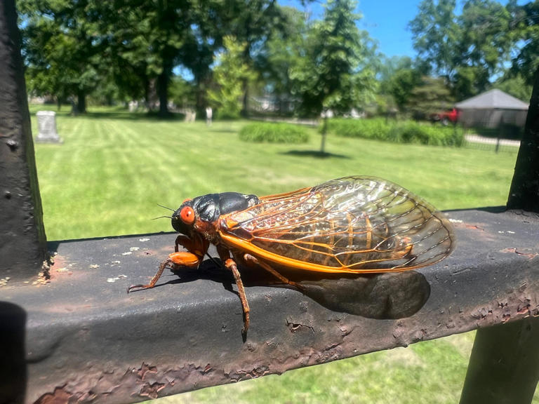 Will cicadas swarm Wisconsin again this year? What to expect with ...