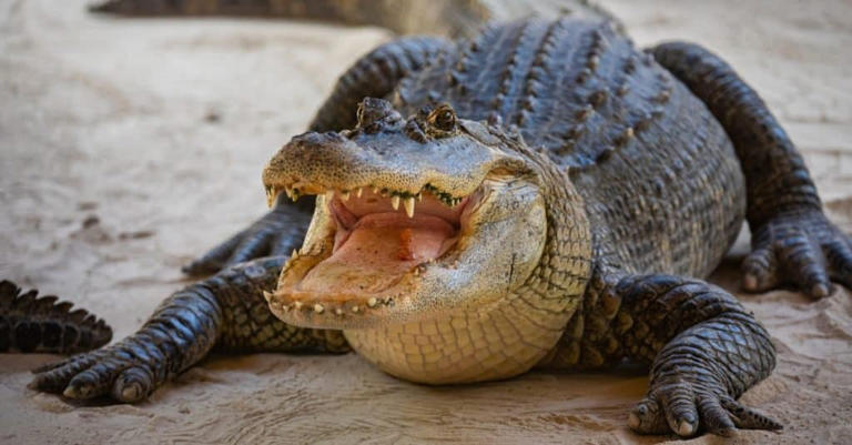 Python vs. Alligator: Who Would Win in a Fight?