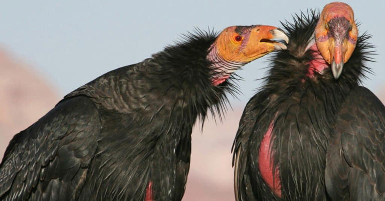 Vulture vs Condor: The Main Differences Explained