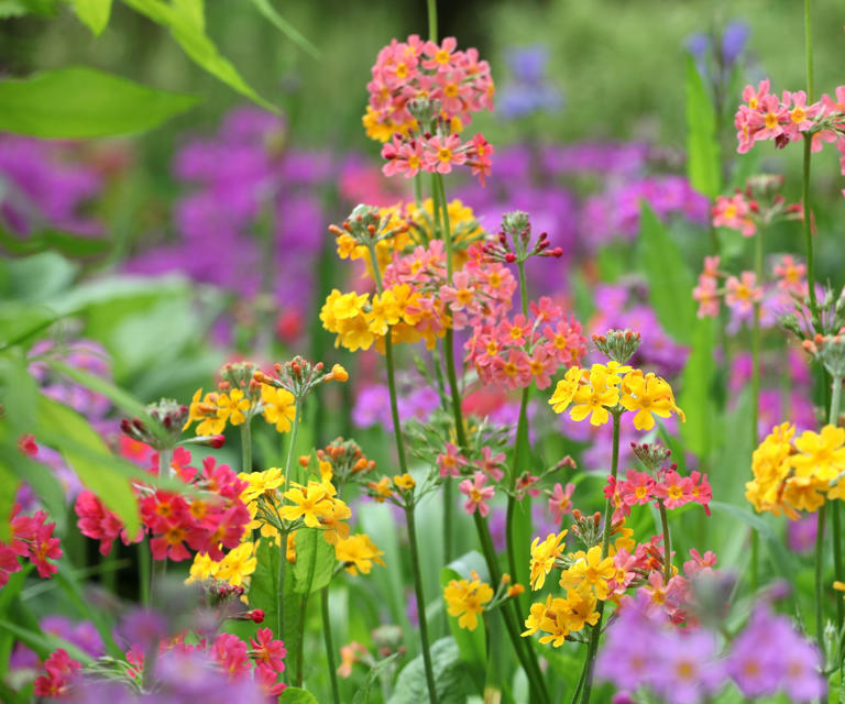7 whimsical plants that will give a magical, fairy garden feel to your yard