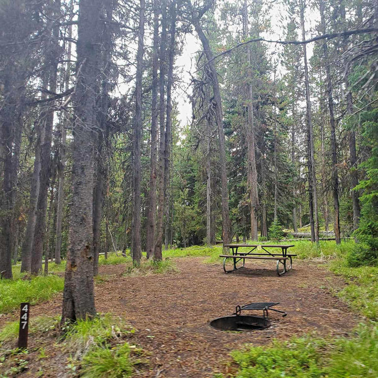 Bridge Bay Campground in Yellowstone National Park