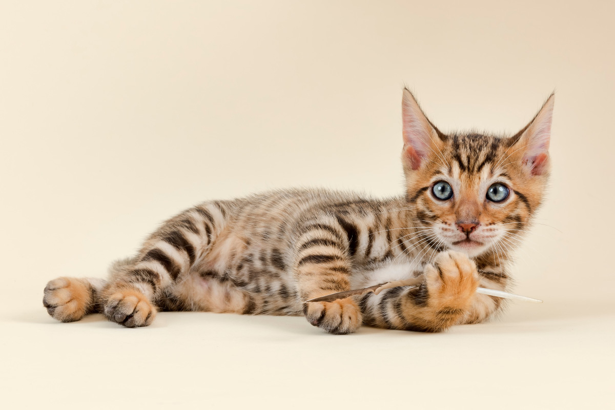 Cats stop looking like kittens long before they’re actually done growing