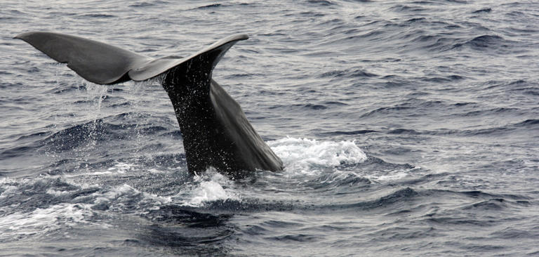Search is on for sperm whale spotted off Stuart beach; may be sick and ...