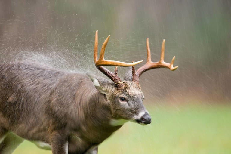 B&C Rule Change Recognizes a Whitetail Buck Harvested in 1992 as ...