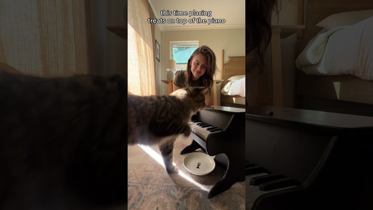 Foster cat learns to play piano in touching story