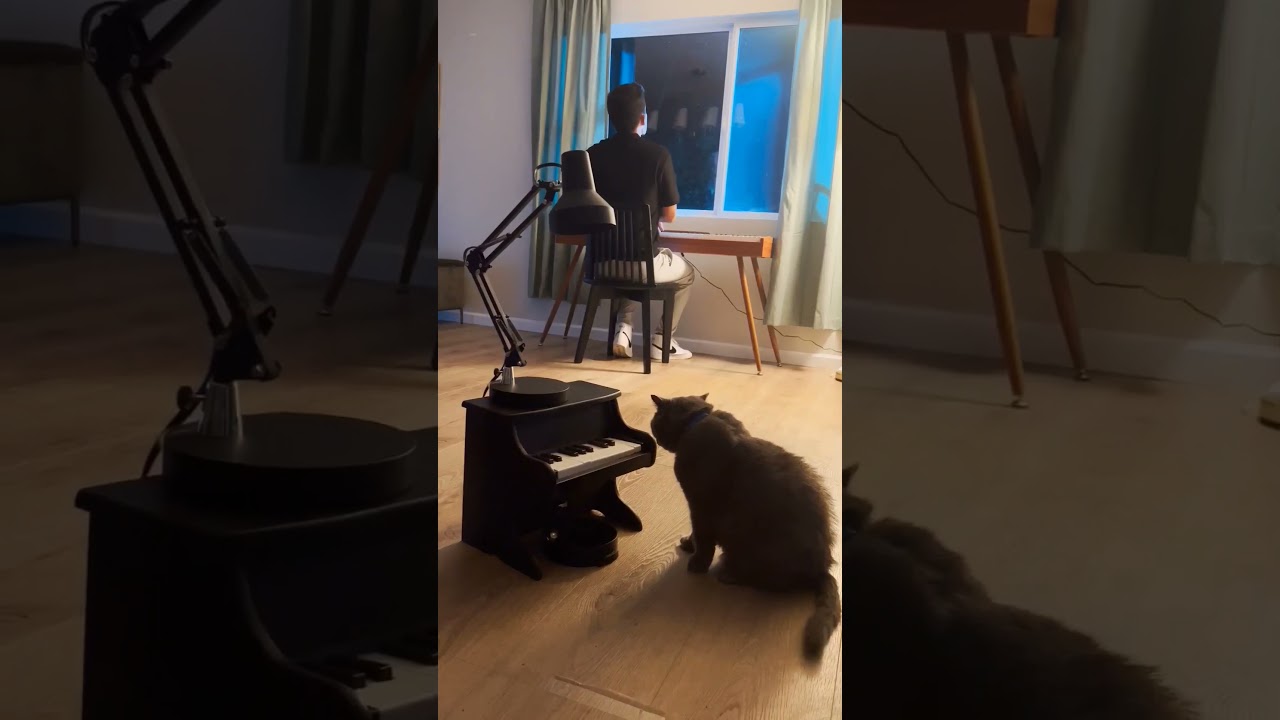 Owner asks what song cat should learn next on piano