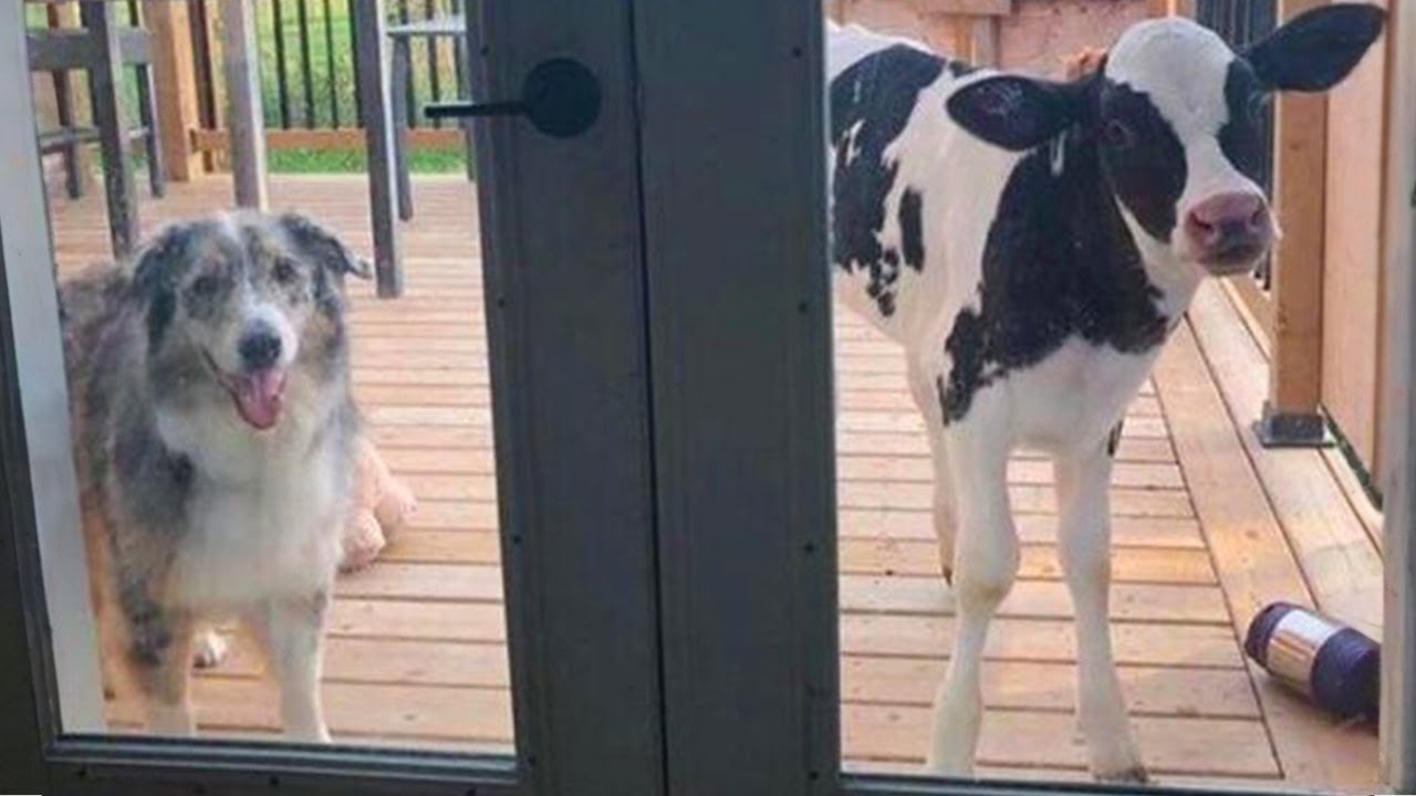 Dog Brings Home an Unexpected New Friend in Sweet Video