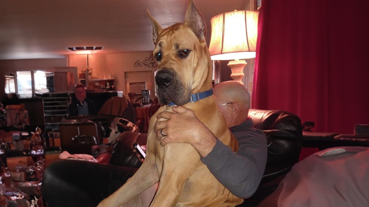 Does Anyone Else’s Dog Act Like This? Just Watch