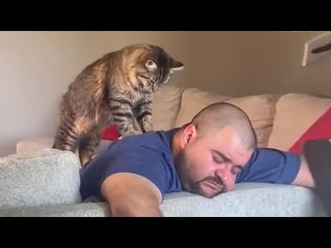 10 Sweetest Cat Moments That Melted Hearts
