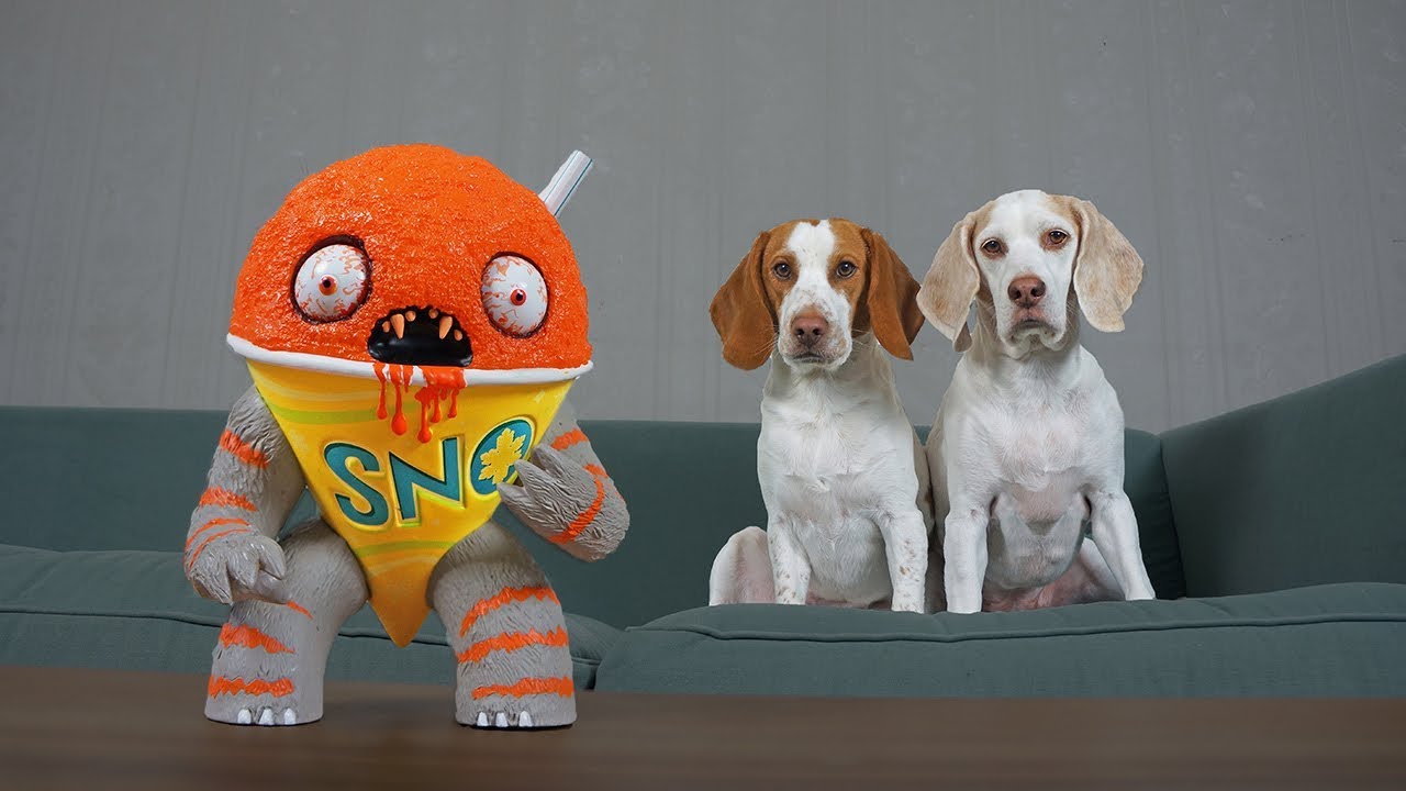 Dogs get pranked with an annoying snow cone battle