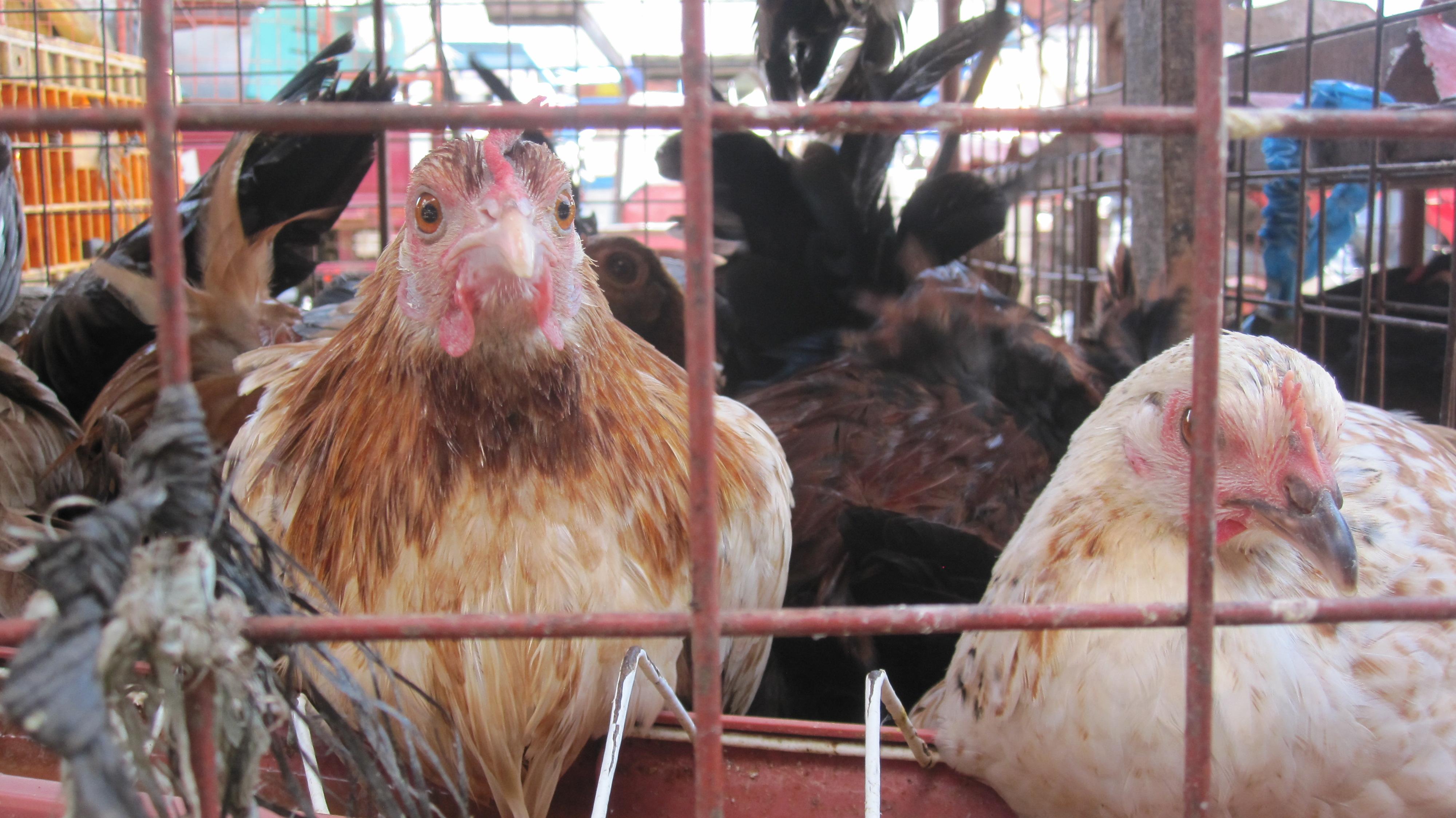 PH lifts birds, poultry import ban from France