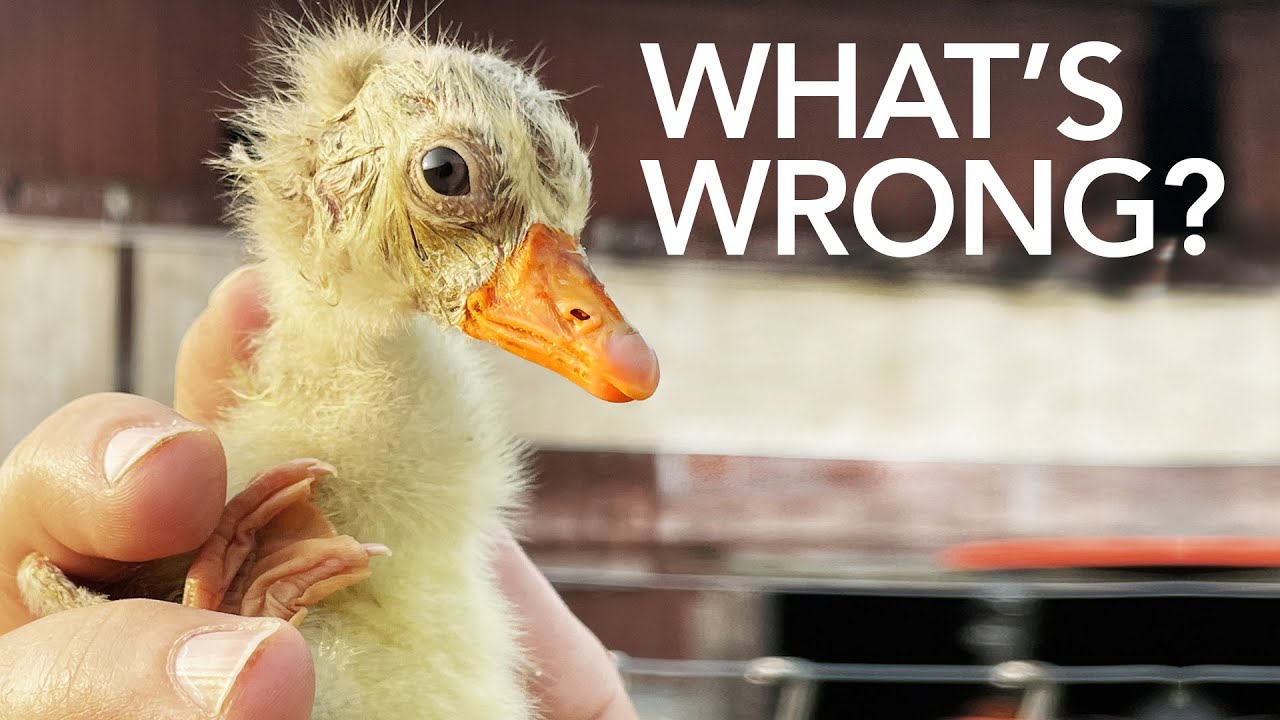 Challenges Facing the Farm and How We Adapt