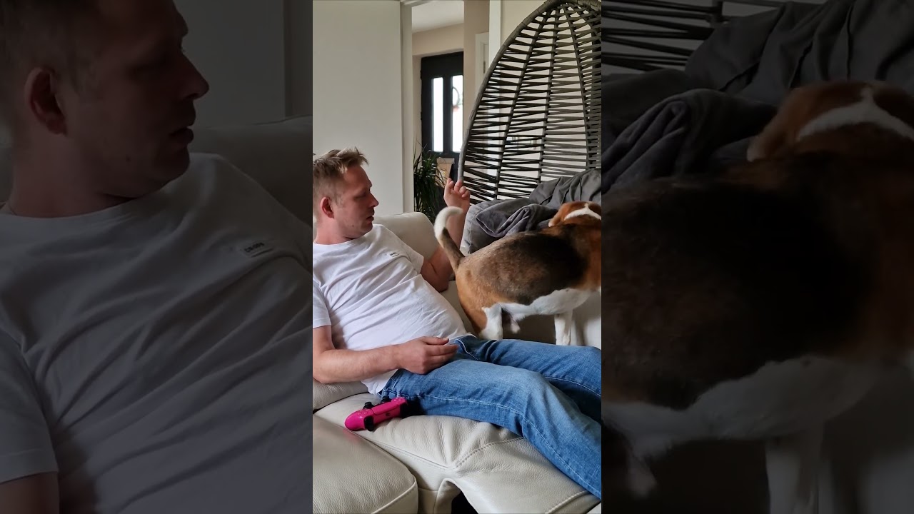 My beagle works hard and shows off clever skills