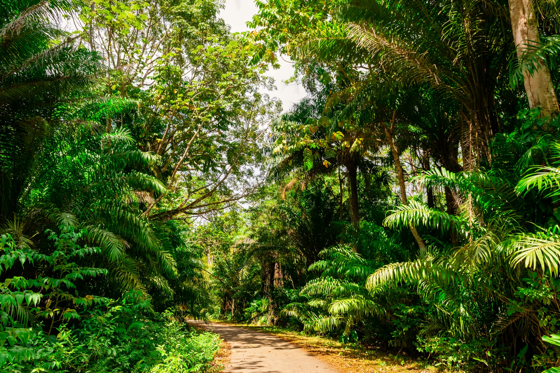 Le mystère de la longévité des Chimane, peuple reculé de l’Amazonie ...
