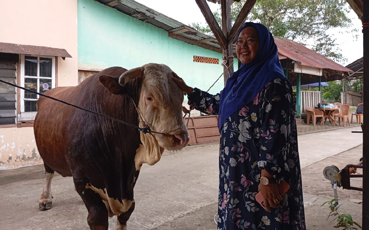Inilah Sapi Kurban Jokowi untuk Warga Palembang, Namanya Bule, Bobotnya ... Inilah Sapi Kurban Jokowi untuk Warga Palembang, Namanya Bule, Bobotnya ...