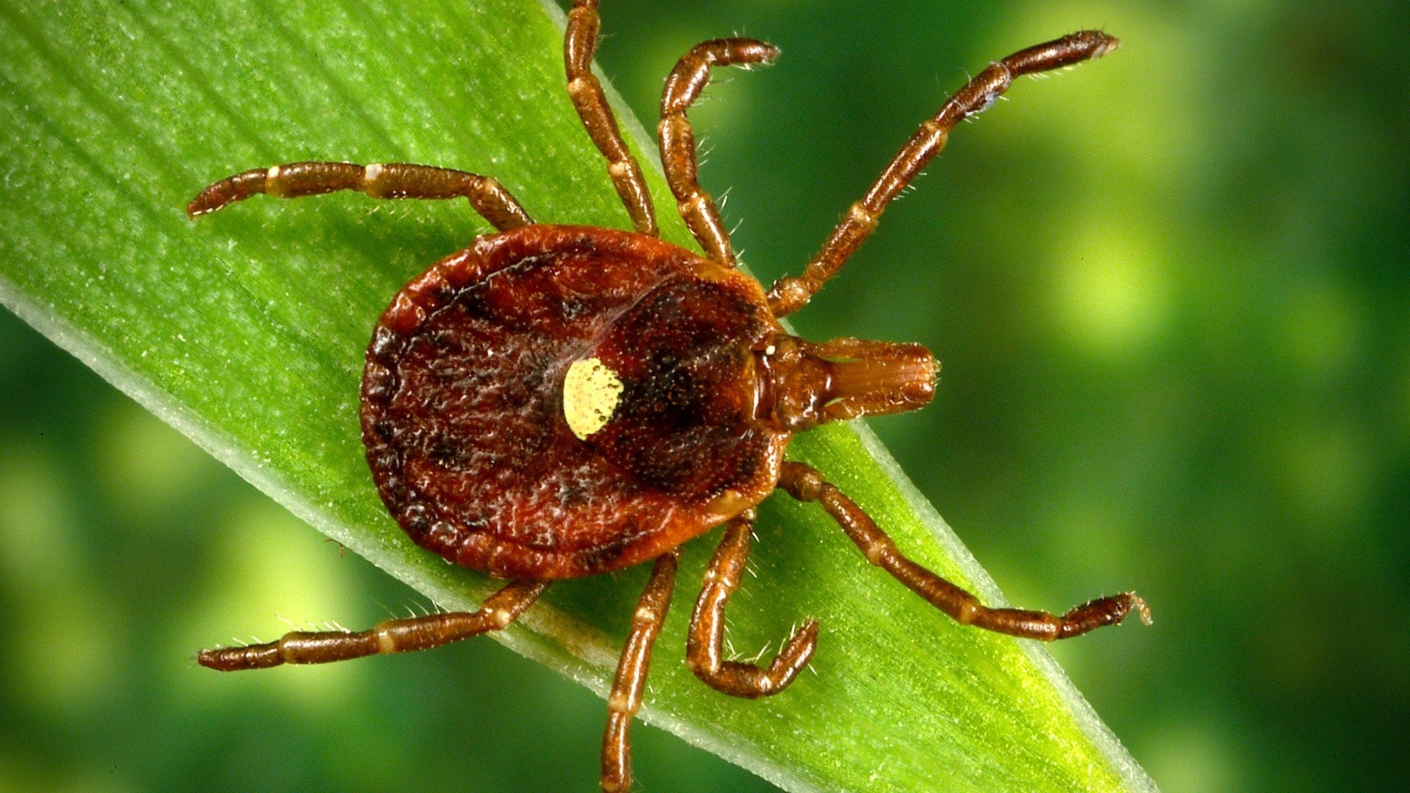 Tick found in RI can cause alpha-gal syndrome, a lifelong red meat ...
