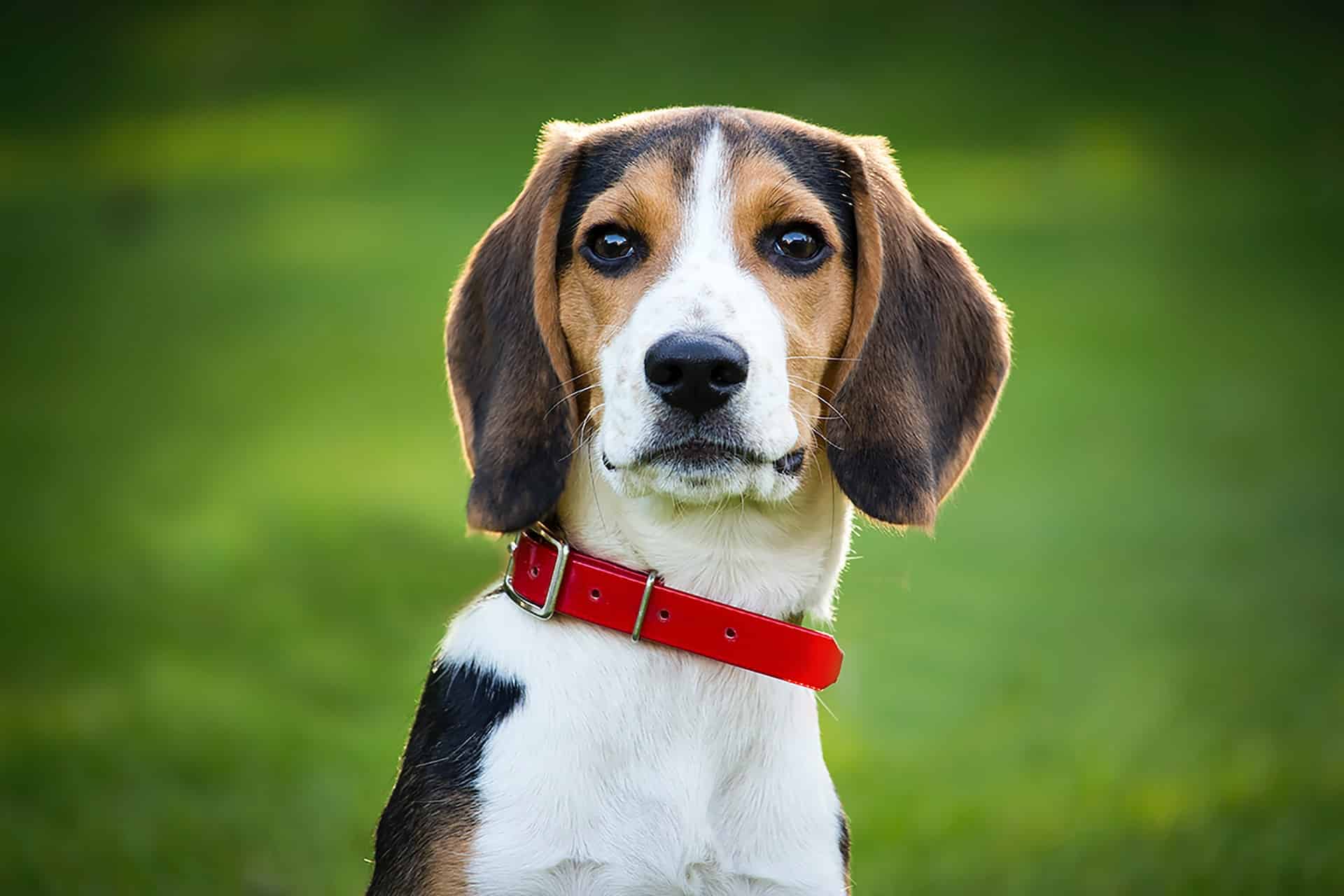 21 Easy-Care Dog Breeds Perfect for Busy People