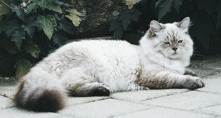 23 Beautiful White Cat Breeds