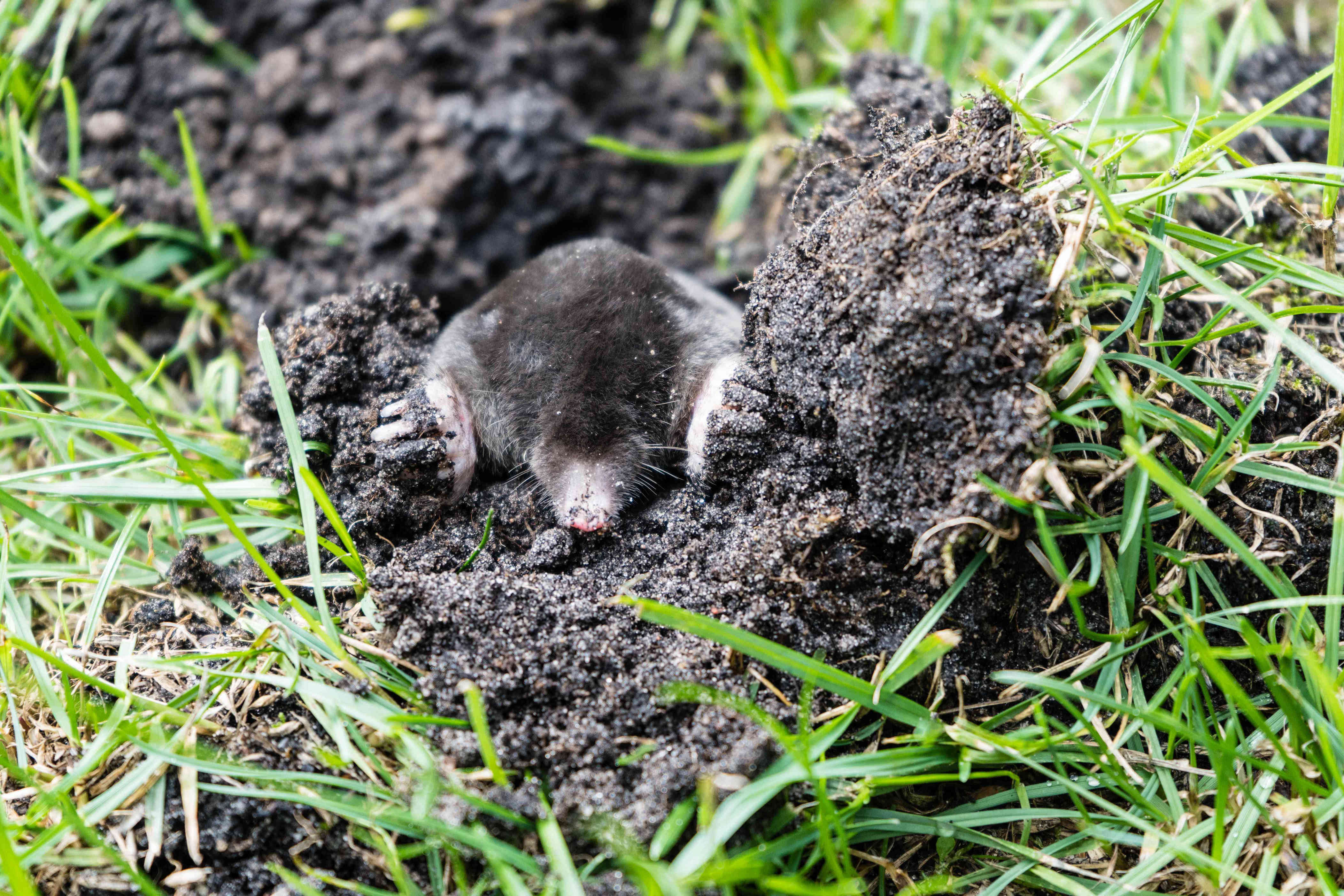 How To Get Rid Of Moles In Your Yard, According To Experts