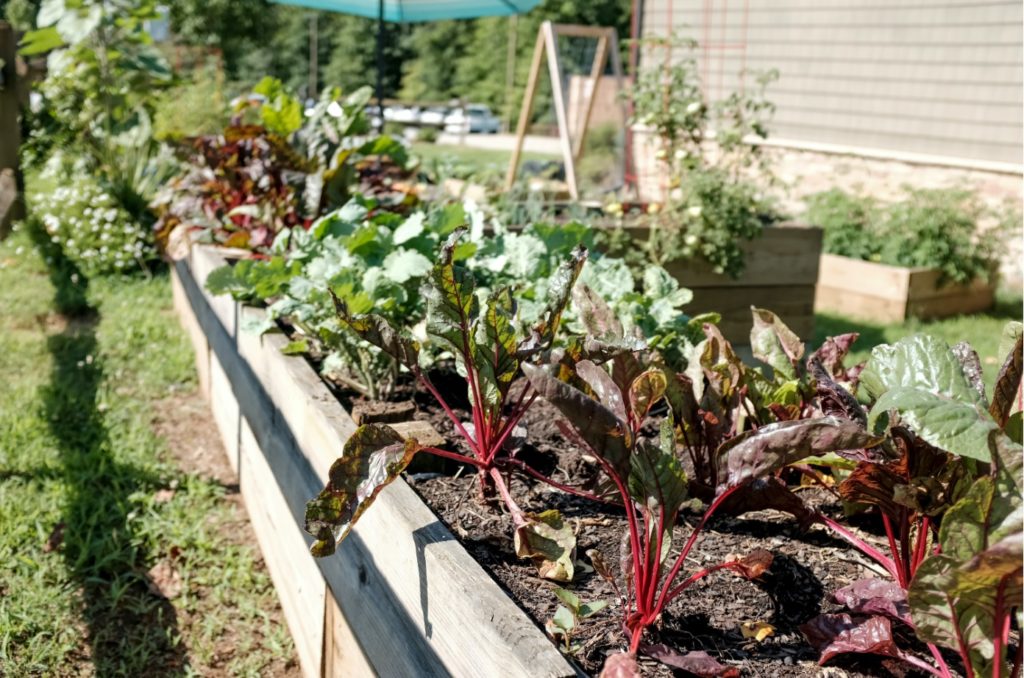 10 Reasons Why Gardening Can Help Reduce Stress And Depression