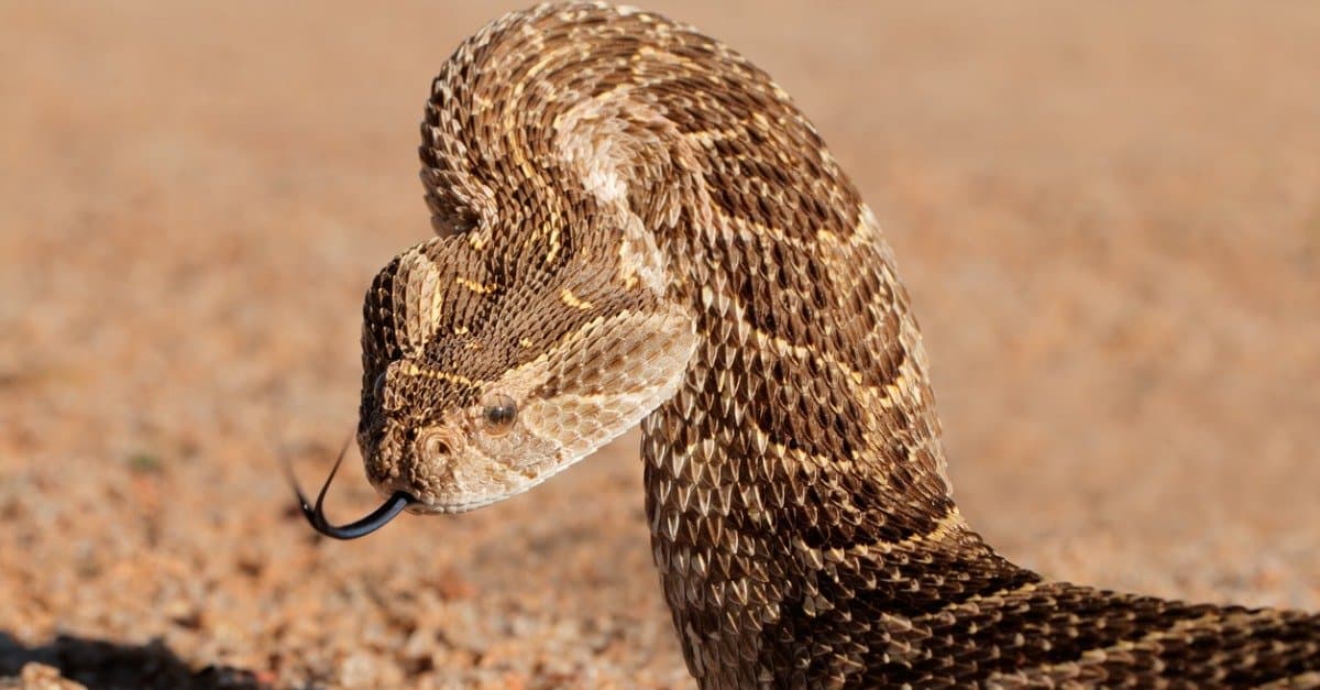 The Deadliest Snake on Every Continent in the World