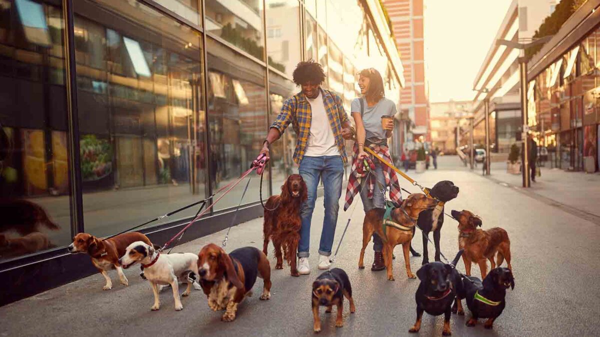 15 Best Dogs To Own If You Live In a City