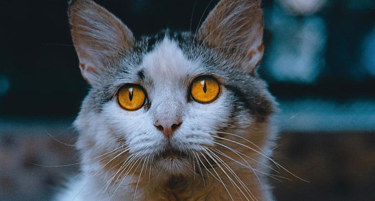 23 Beautiful White Cat Breeds