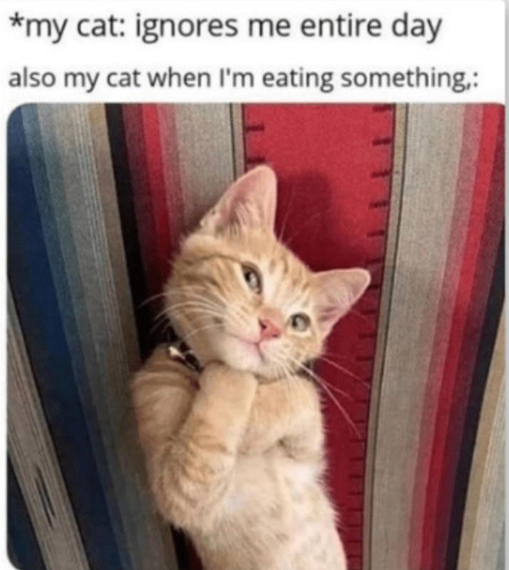 Hilarious Cat Memes That Will Brighten Your Day