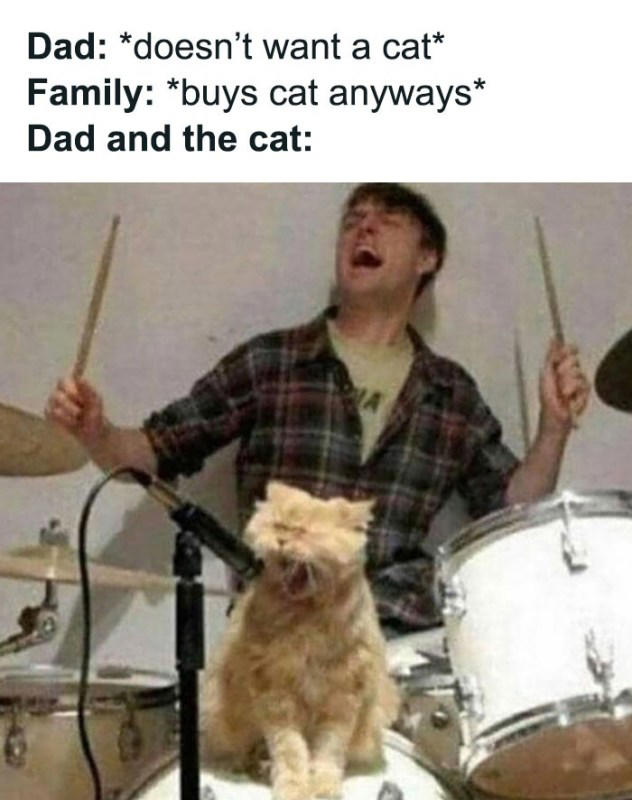 Hilarious Cat Memes That Will Brighten Your Day