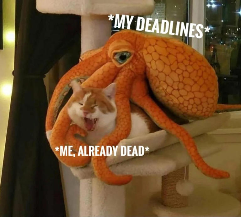 The Funniest Cat Memes on the Internet Right Now