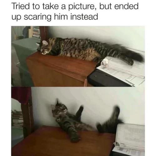 Hilarious Cat Memes That Will Brighten Your Day