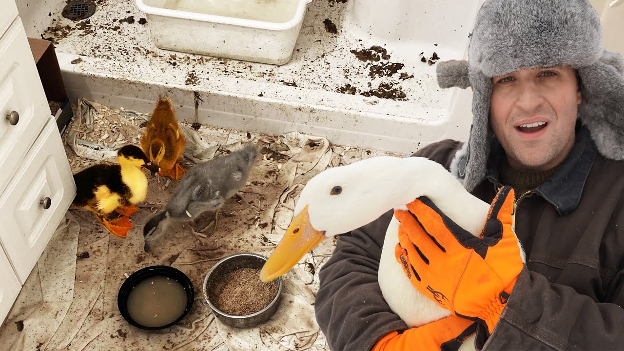 How not to raise ducks during the harsh winter