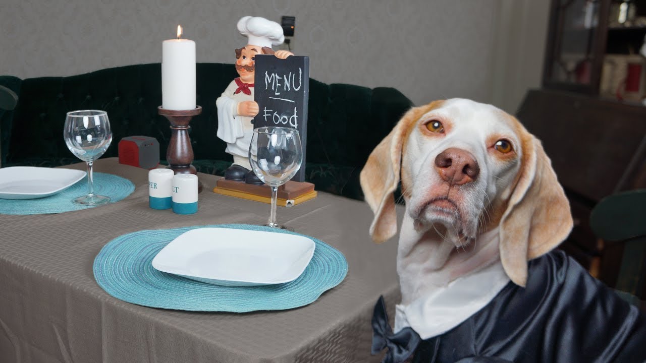 Dog prepares a romantic dinner for two