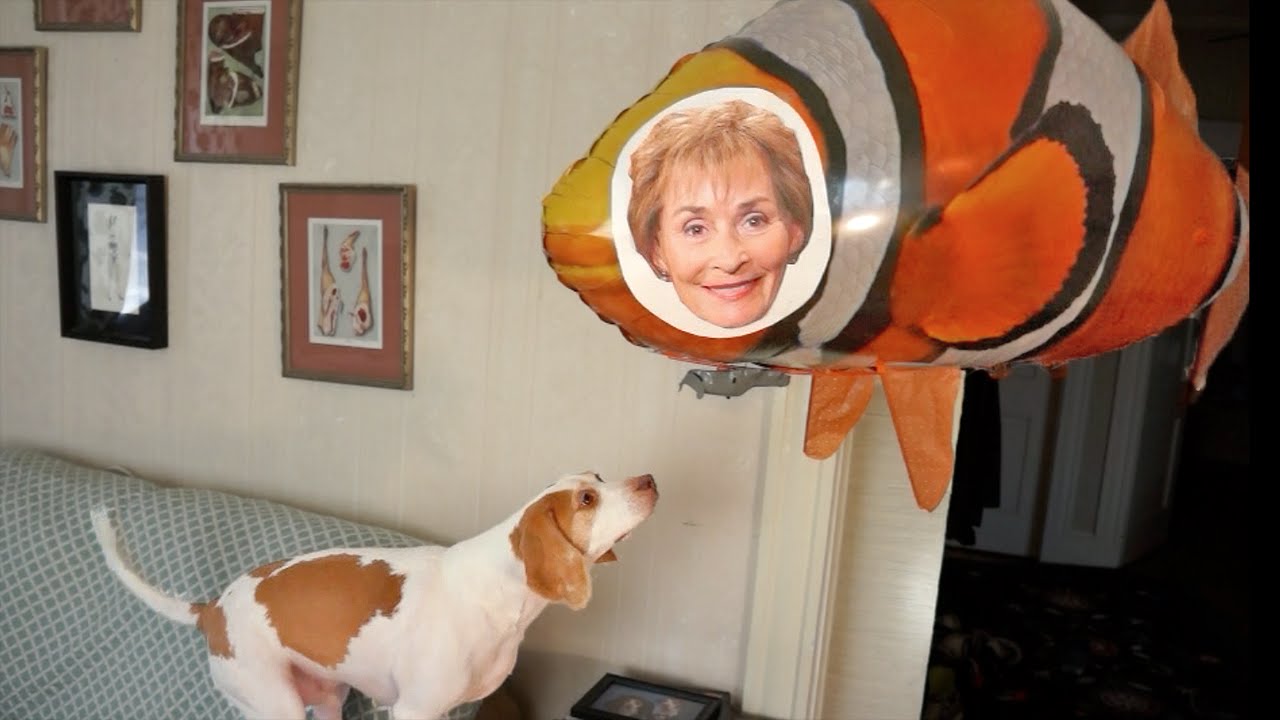 Judge Judy balloon causes hilarious pup reaction