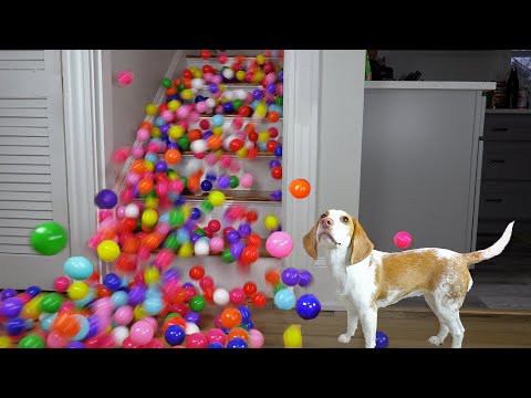 Puppy reacts to balls falling down stairs in epic prank