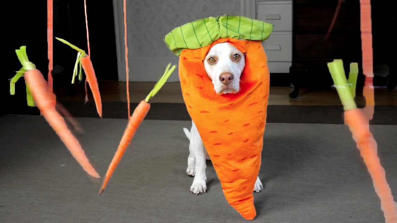 Carrot dog takes on floating carrots in wild battle
