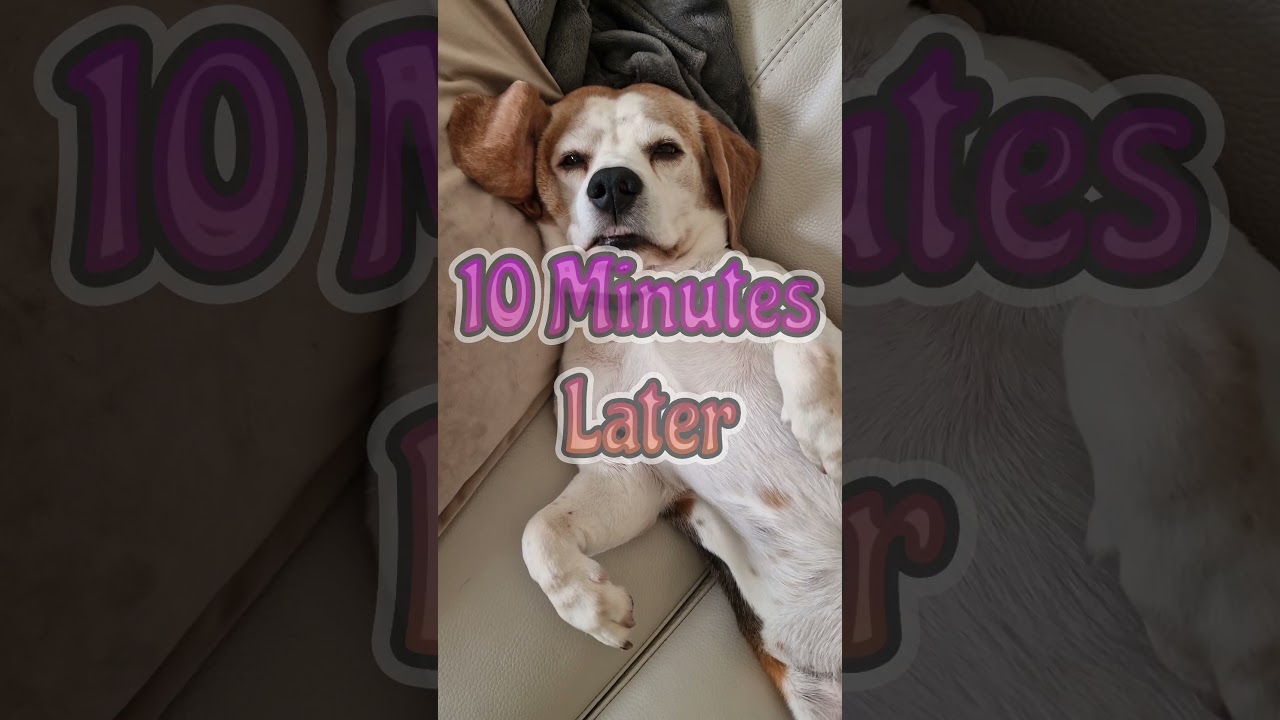 Beagle protests hilariously when banned from the couch