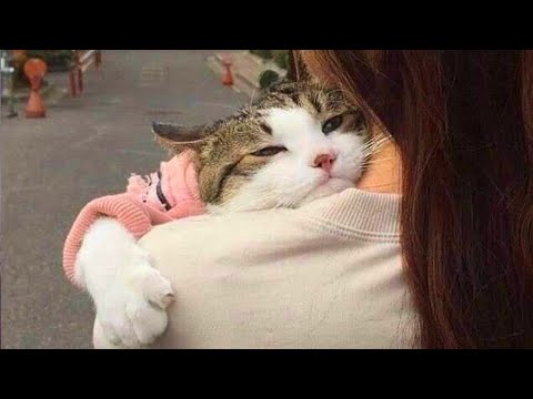 Adorable cats show affection for their human friends daily
