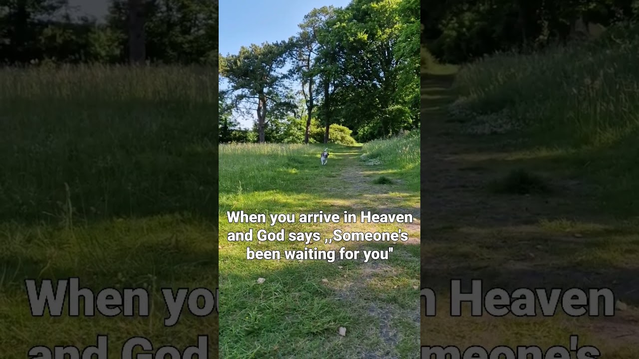 Arriving in heaven to find a dog waiting for you