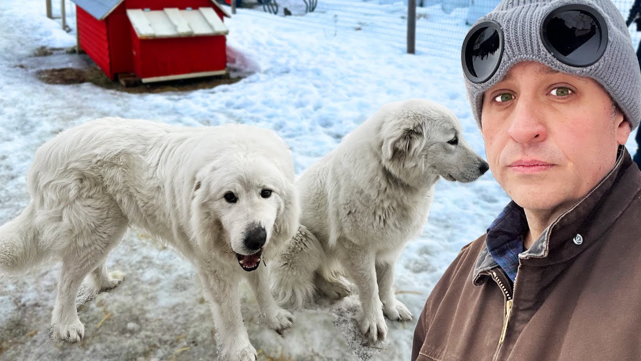 Uncertain future challenges Gold Shaw Farm’s operations