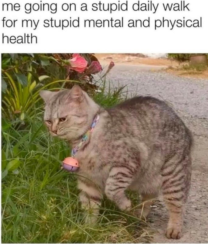 Hilarious Cat Memes That Will Brighten Your Day