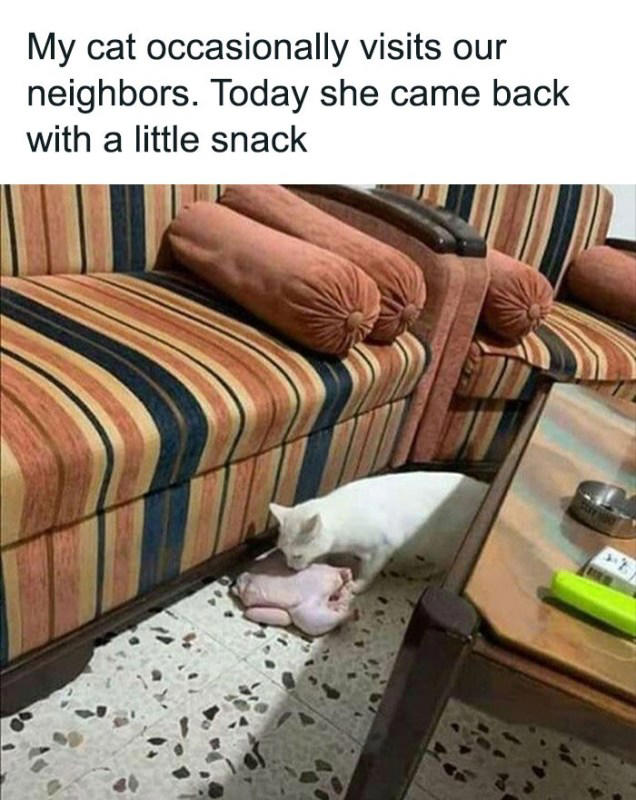 Hilarious Cat Memes That Will Brighten Your Day