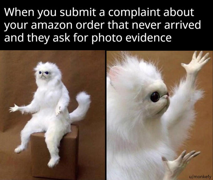 Hilarious Cat Memes That Will Brighten Your Day