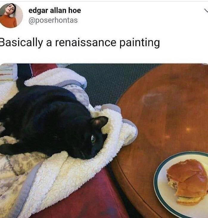 Hilarious Cat Memes That Will Brighten Your Day