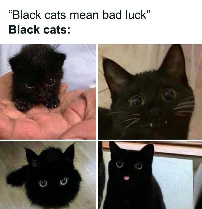Hilarious Cat Memes That Will Brighten Your Day