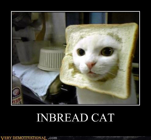 Hilarious Cat Memes That Will Brighten Your Day