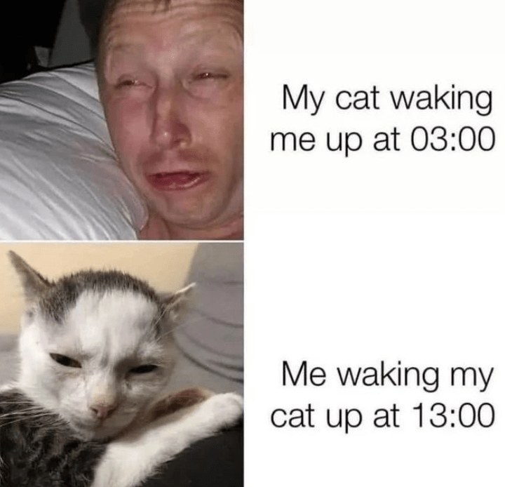 Hilarious Cat Memes That Will Brighten Your Day